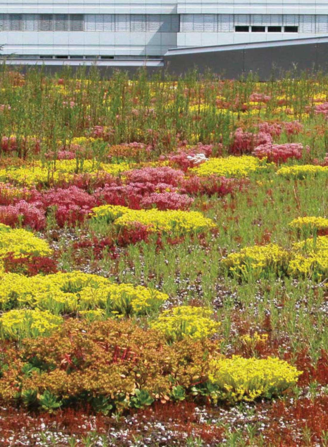 Blue Roof: Roof Systems for Water Attenuation - Bauder