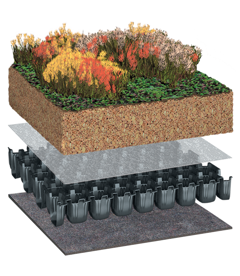 Sedum Roof Plants