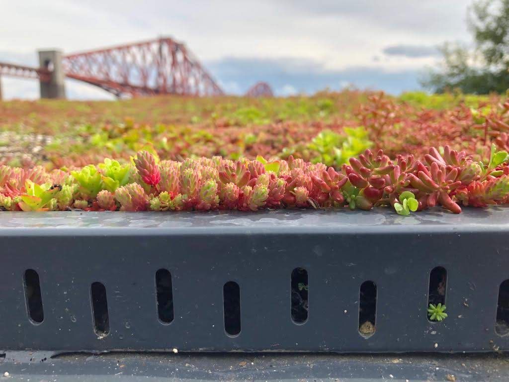 Lightweight Green and Sedum Flat Roof Systems - Bauder