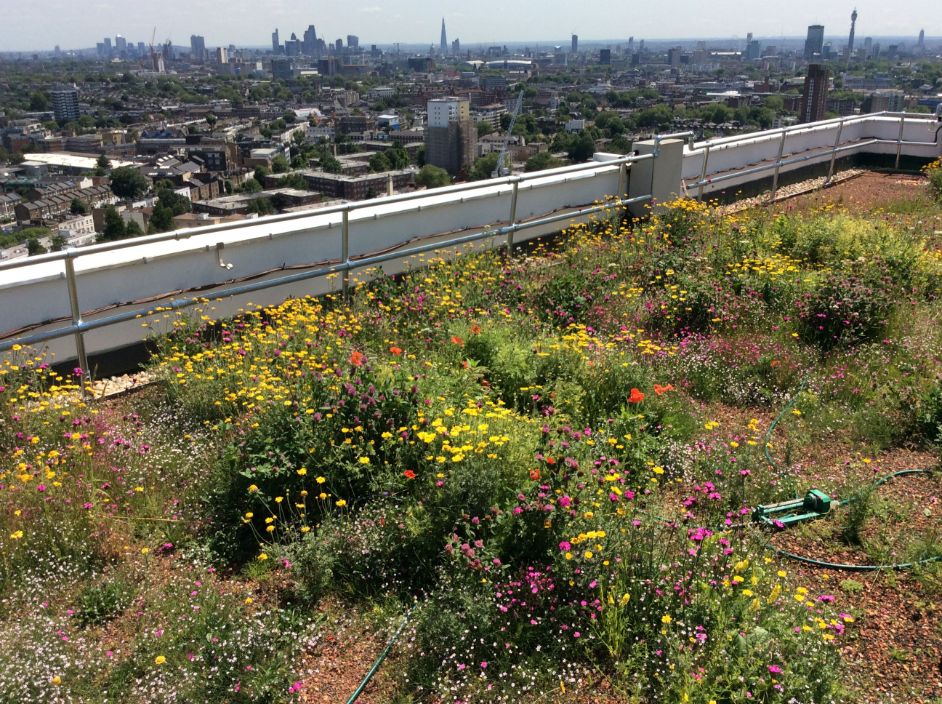 Achieving Biodiversity Net Gain with Green Roofs - Bauder