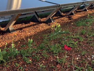 Blue Roof: Roof Systems for Water Attenuation - Bauder